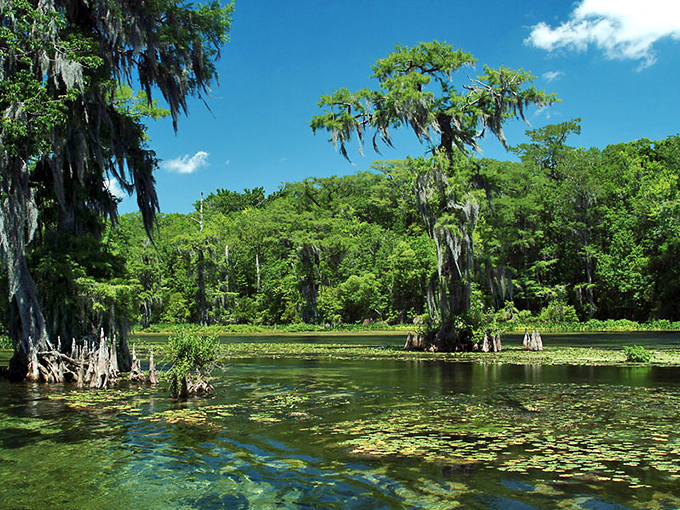 Sunlight filters through this canopy, creating a cathedral-like atmosphere in the heart of Florida's largest national forest.