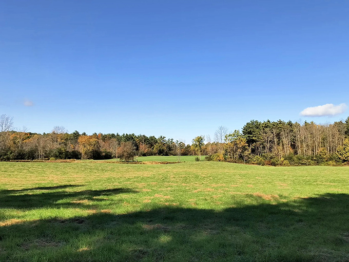 Open meadows provide a sun-drenched contrast to the forest's cool embrace &ndash; perfect for wildflower spotting or cloud-watching breaks.