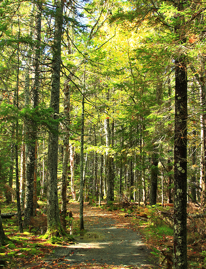 Sunlight filters through the canopy, creating a dappled pathway that feels like walking through a living painting.