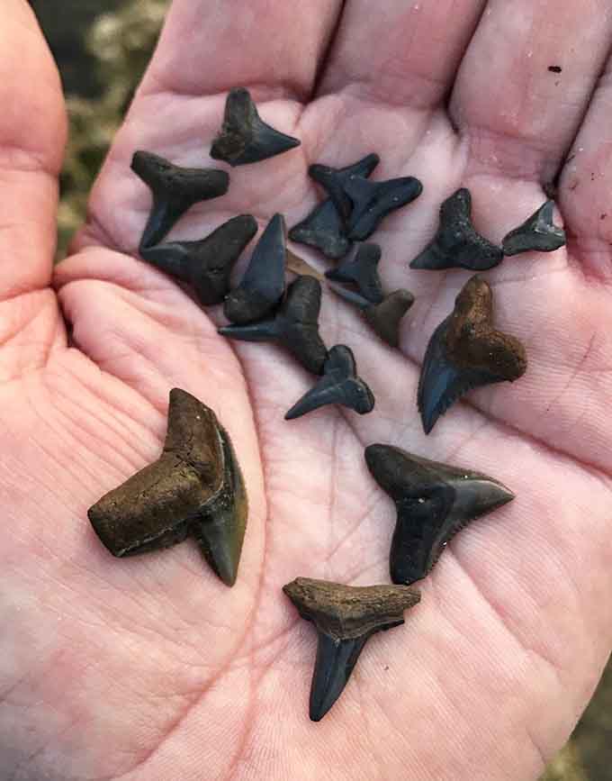 A handful of ancient shark teeth represents species that ruled these waters long before humans appeared on Earth.