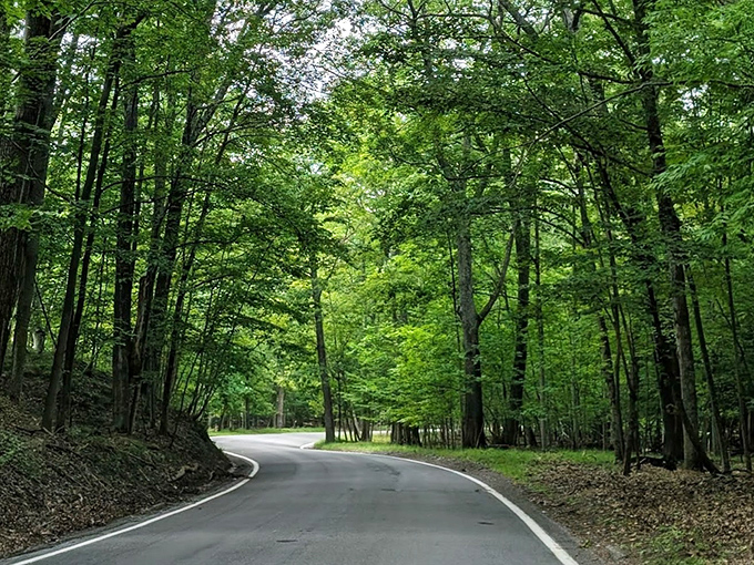 Summer transforms the Tunnel of Trees into a lush green sanctuary where sunlight filters through like stained glass in nature's church.
