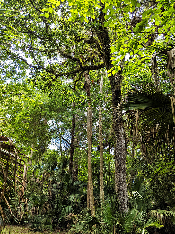 Sunlight filters through the canopy creating natural stained-glass patterns that no human architect could improve upon.