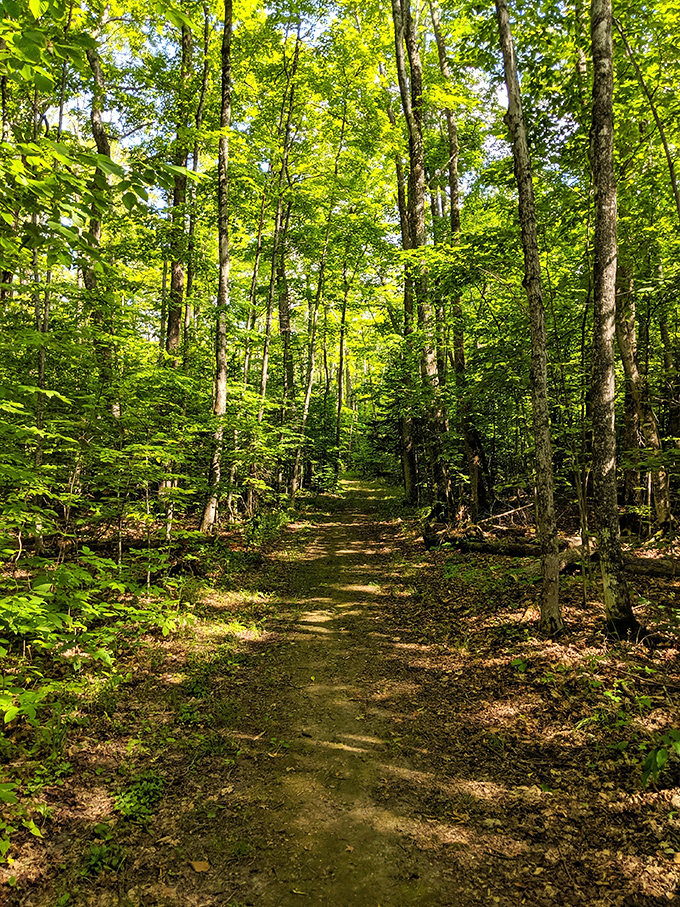 Sunlight filters through the forest canopy, creating a dappled pathway that leads adventurers through Michigan's natural treasures.