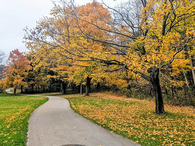 Fall's fiery palette transforms the Oak Leaf Trail section, where golden maples create a scene worthy of a landscape painting.