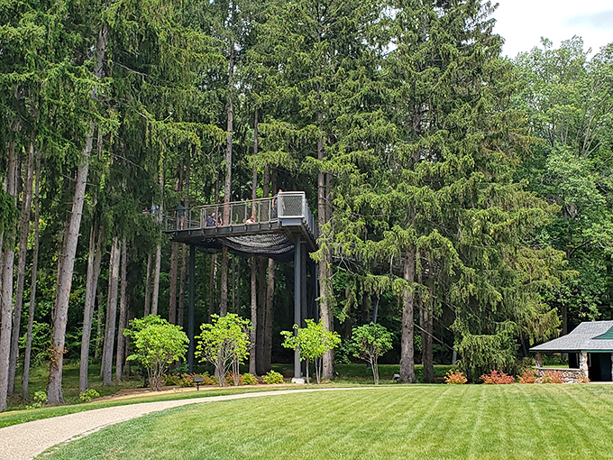 Michigan's gentle giants stand sentinel, their branches creating a living cathedral where sunlight plays hide-and-seek with shadows.