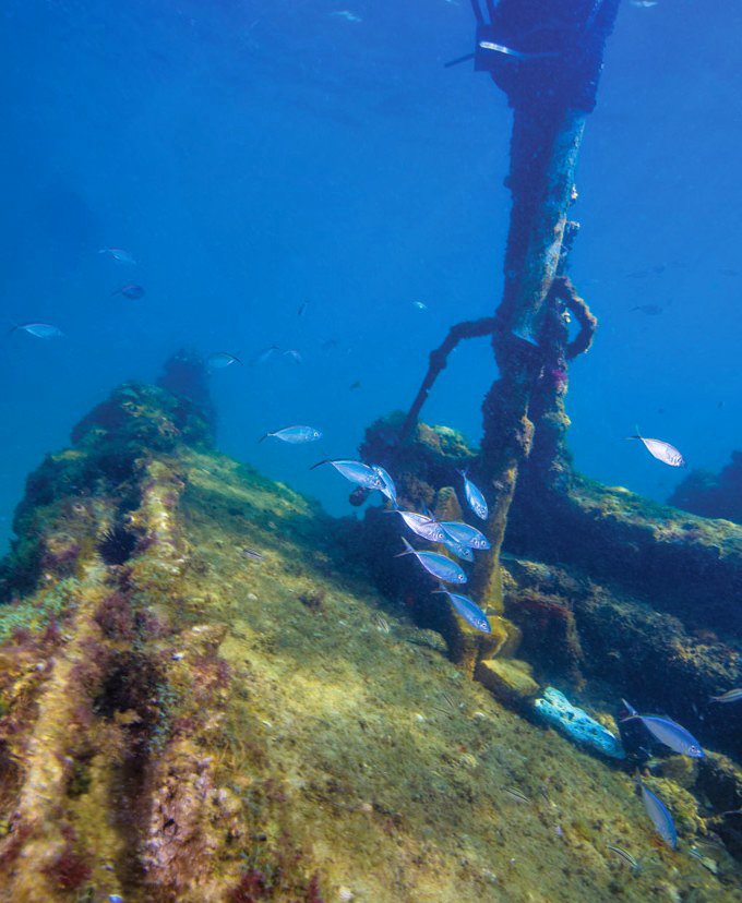 Beneath the surface, marine life thrives among the Breconshire's remains. Nature's recycling program at its most beautiful.