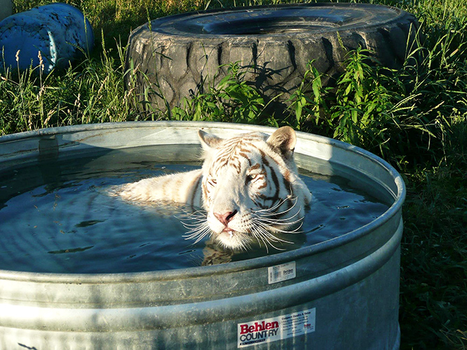 Cooling off in style: This white tiger demonstrates the universal joy of a refreshing dip on a warm day.