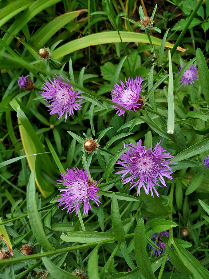 Purple wildflowers dance in summer breezes, adding splashes of color to the island's verdant landscape.