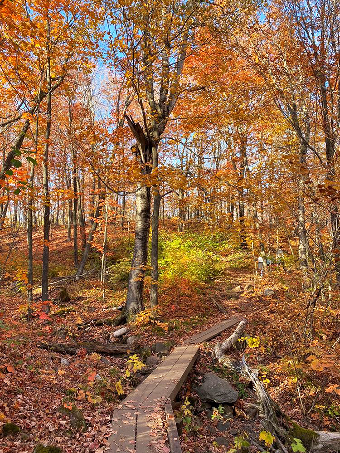A wooden boardwalk threads through fall's fiery display, like a path through nature's most extravagant art installation.