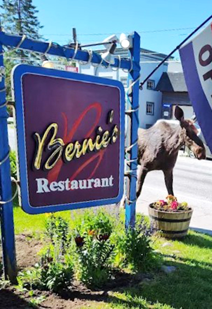 When a moose photobombs your restaurant sign, you know you're experiencing peak Vermont &ndash; nature's seal of approval for this local favorite.