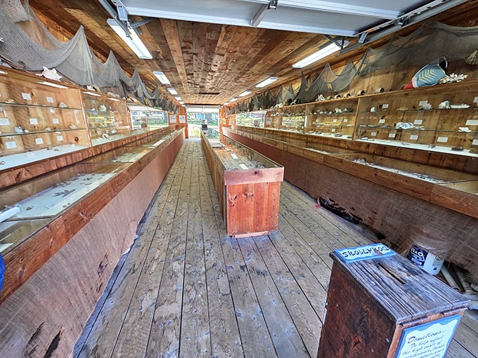 The Kenneth E. Stoddard Shell Museum displays thousands of specimens in simple wooden cases, letting nature's intricate designs take center stage.