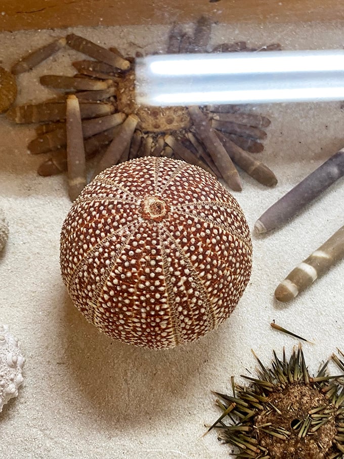 Delicate sea urchins and spotted shells showcase the ocean's artistic talents in this charming collection of maritime treasures.
