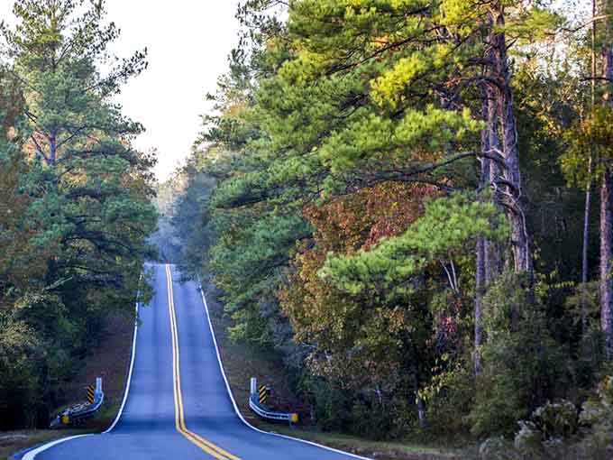 This loop takes you deep into old Florida, where the trees have stories and the silence is actually golden.