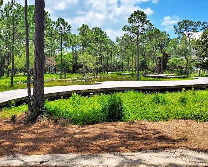 A boardwalk stretches across wetlands like a wooden ribbon, inviting exploration of ecosystems most visitors never see.
