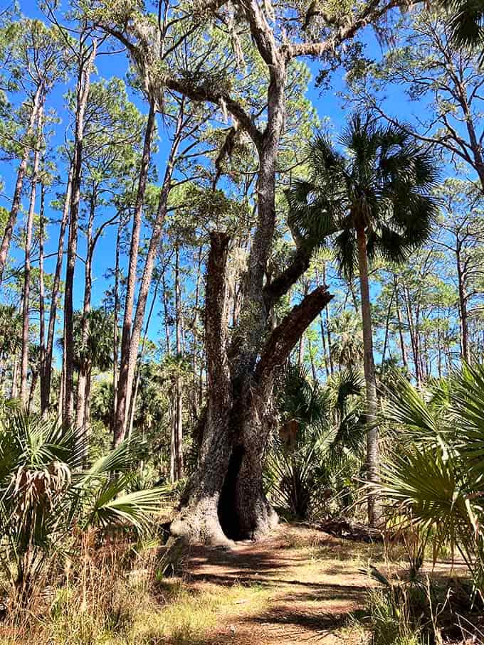 This oak tree has been photobombing this exact spot since before photography was invented, which is the ultimate long game.