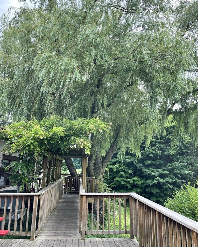 The wooden deck pathway leads visitors through a green oasis &ndash; consider it the yellow brick road to ice cream Oz.