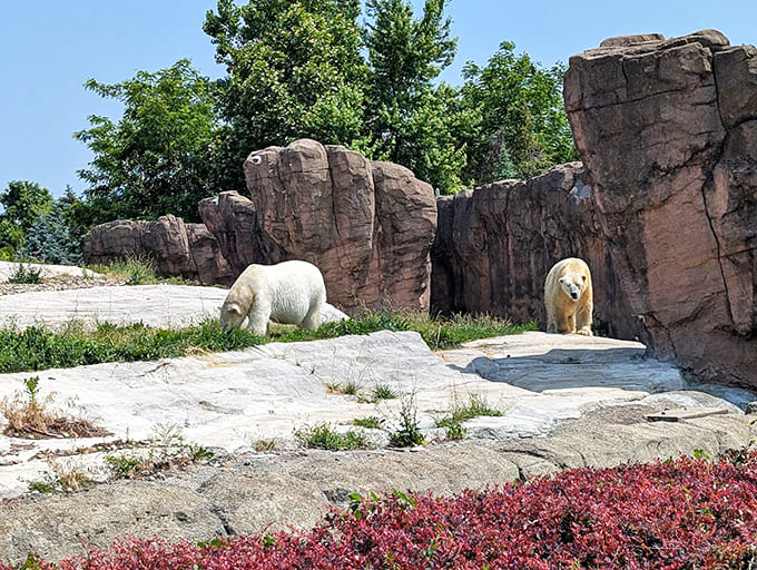 Two polar bears share their habitat, demonstrating the social dynamics of Arctic life without the whole "fighting over seal" aspect that makes nature documentaries intense.