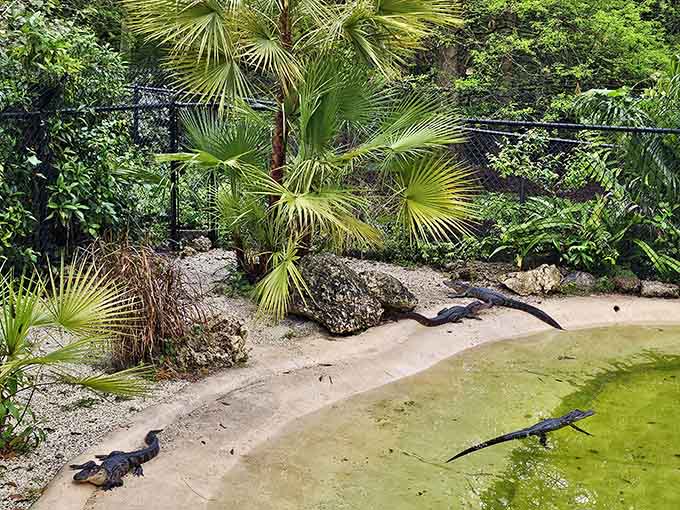 Sunbathing alligators remind us that Florida's reptiles wrote the book on relaxation long before humans showed up.