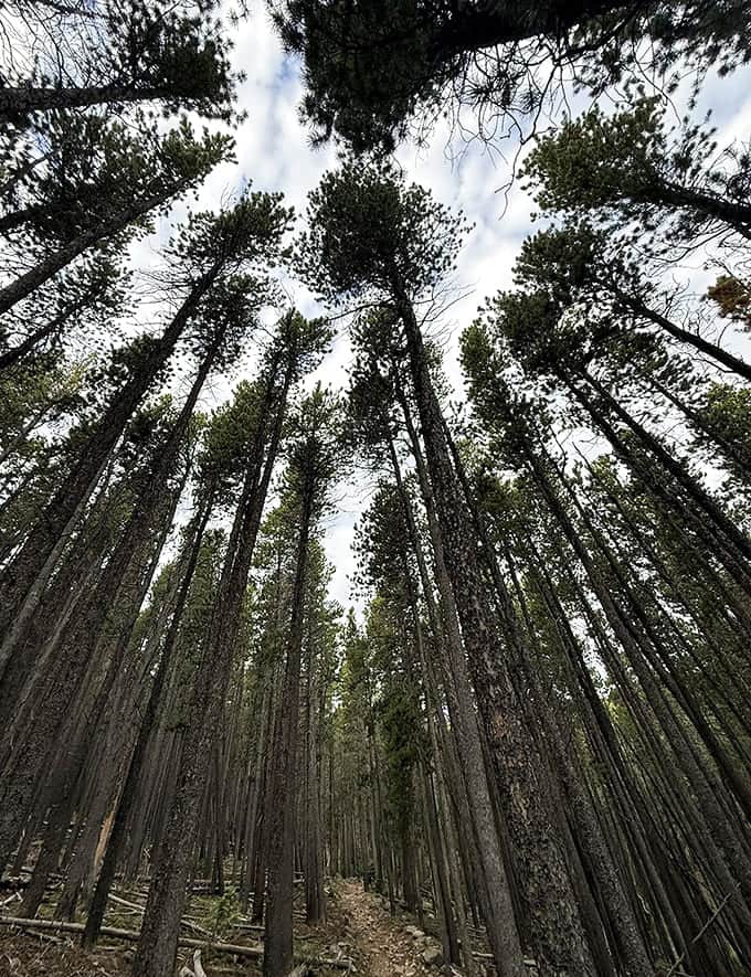 Looking up through towering pines reminds you just how small we are and how magnificent nature can be when left to its own devices.