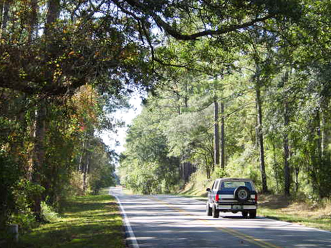 Dappled sunlight plays hide-and-seek through ancient trees, creating nature's own light show along this forest corridor.
