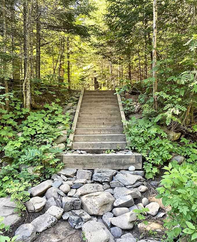 These sturdy steps, nestled among ferns and forest floor, invite hikers to climb into adventure one tread at a time.