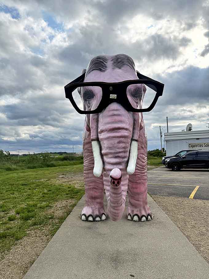 Face-to-face with Pinkie, you realize this elephant has been making people smile for decades and shows no signs of stopping.