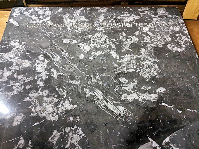 This polished stone slab reveals the ghostly outline of ancient marine creatures, preserved like a prehistoric family portrait.