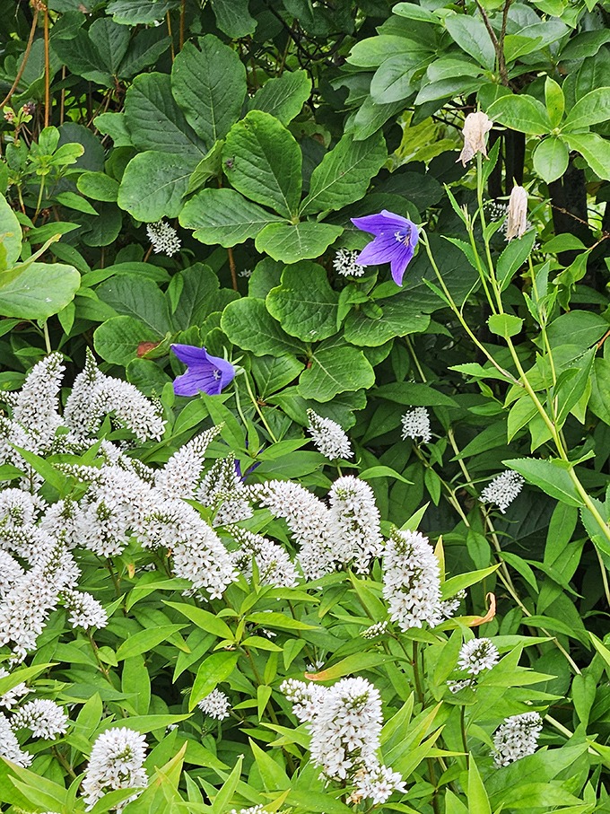 White gooseneck loosestrife curves gracefully against the slate backdrop, like a line of elegant swans preparing for synchronized swimming in a garden pond.