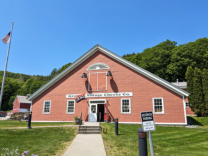 The red barn houses cheese-making magic, where Vermont cheddar ages into award-winning excellence and visitors discover that watching cheese production is surprisingly captivating and delicious.