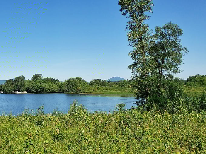 Lush wetlands blend into Lake Memphremagog&rsquo;s calm waters, creating essential habitat teeming with Vermont wildlife.