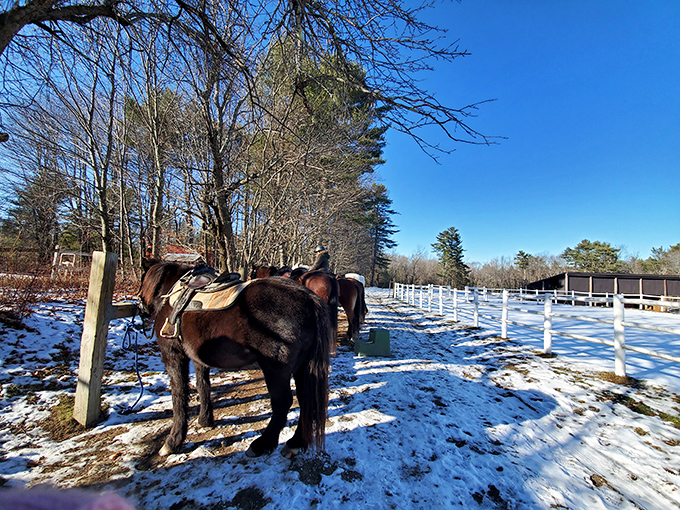 Winter transforms familiar paths into wonderland trails, where horses confidently navigate the snow-covered landscape their riders could never manage alone.
