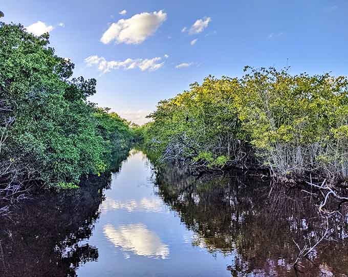 Mangrove forests doing their thing, looking mysterious and protecting coastlines like the environmental superheroes they are.