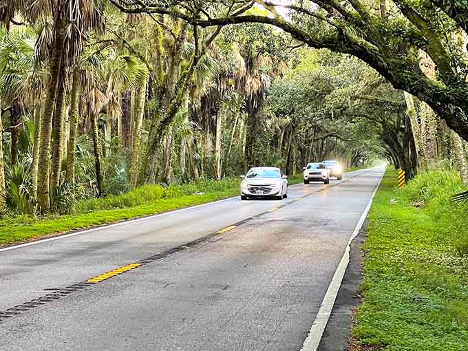 Vehicles navigate this verdant corridor like ships sailing through a sea of green, each driver discovering what locals have known forever about this hidden gem.