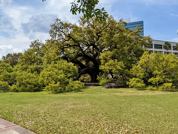 From this angle, you can almost hear the Treaty Oak whispering, "You call that a tree? THIS is a tree!"