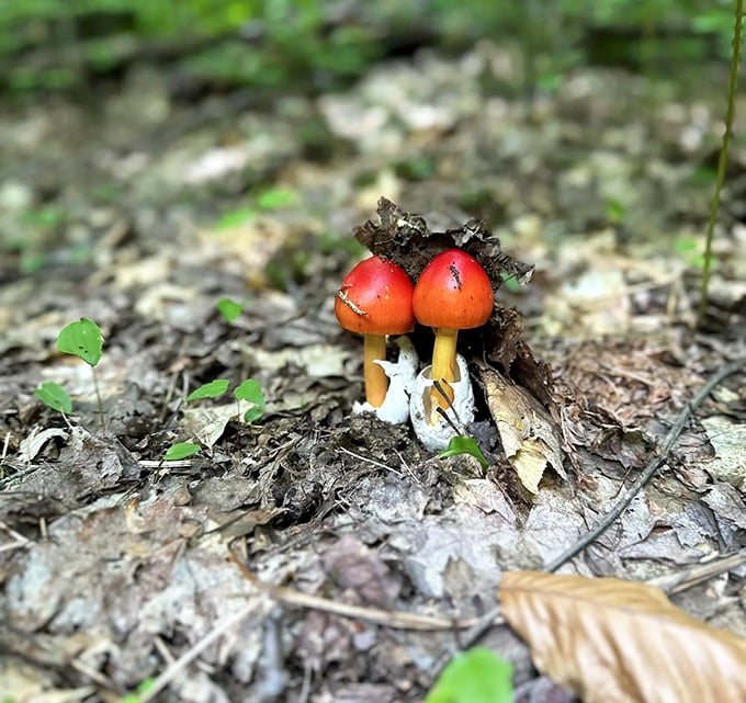 Tiny red mushrooms add whimsical pops of color to the forest floor, like nature's own version of fairy tale decorations.