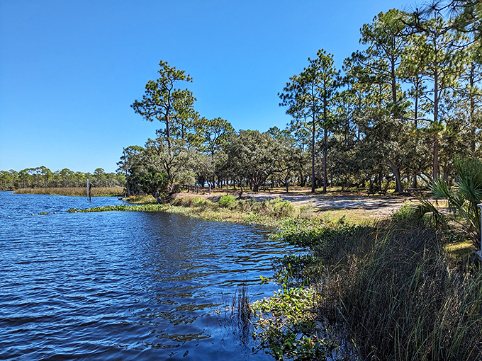 Freshwater meets maritime forest at this serene lake setting, a perfect spot for wildlife watching along the byway.