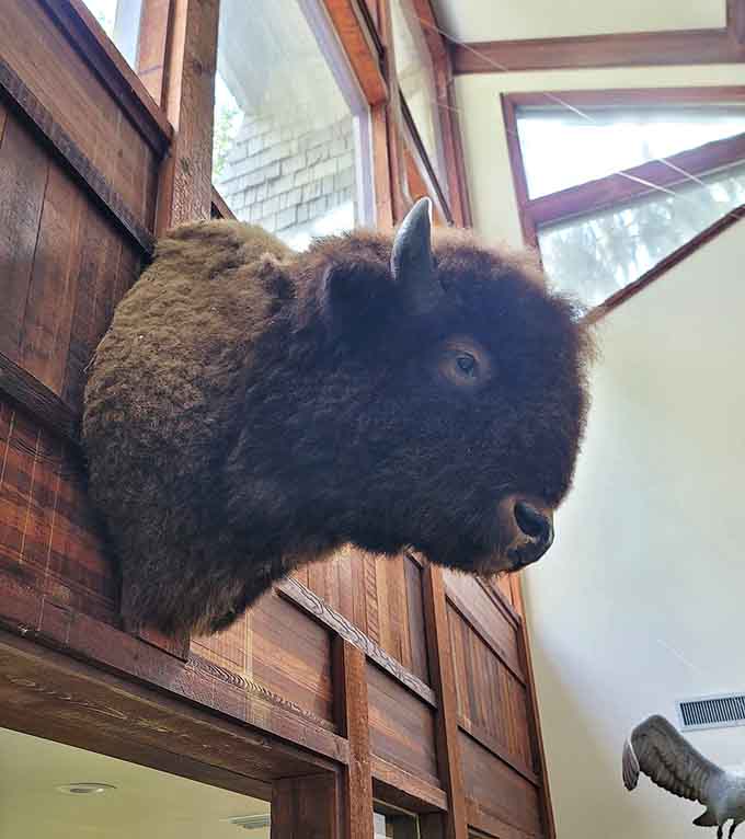 The visitor center's taxidermy display gives you a sense of scale that photos simply can't capture, these animals are genuinely massive.
