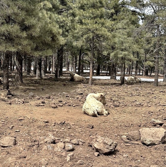 White bison lounge peacefully in their spacious habitat, living icons of the American West that once roamed these lands in massive herds.