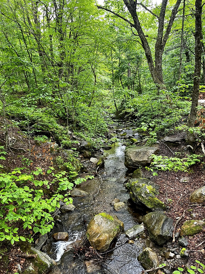 A gentle stream carves its patient path through moss-covered stones, providing the perfect soundtrack for forest meditation.