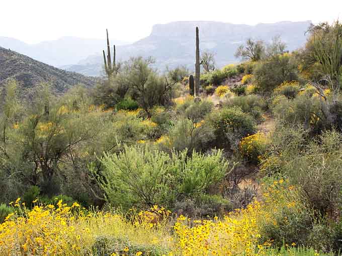 Spring wildflowers carpet the desert in unexpected yellows, transforming the harsh landscape into nature's own impressionist painting.