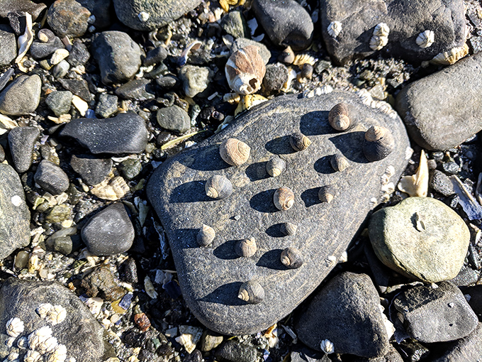 Nature's jewelry store, where every shell tells a story of survival in the harsh Atlantic.