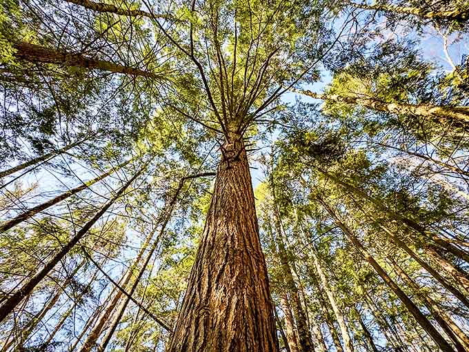 Looking up through the forest canopy reveals nature's own stained glass window, with sunlight playing between leaves in hypnotic patterns.