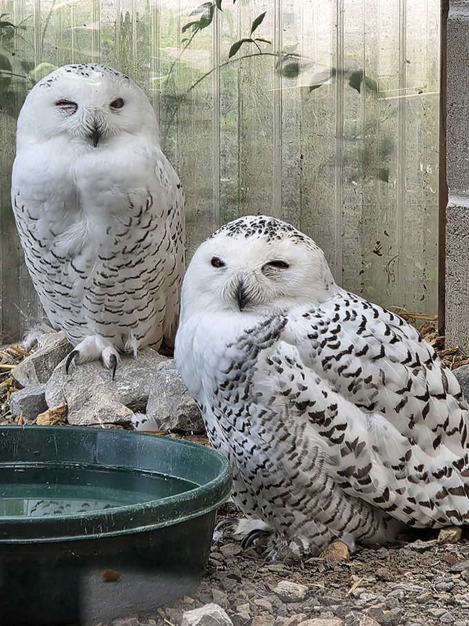 "Paint me like one of your French owls" &ndash; these snowy beauties know their best angles.