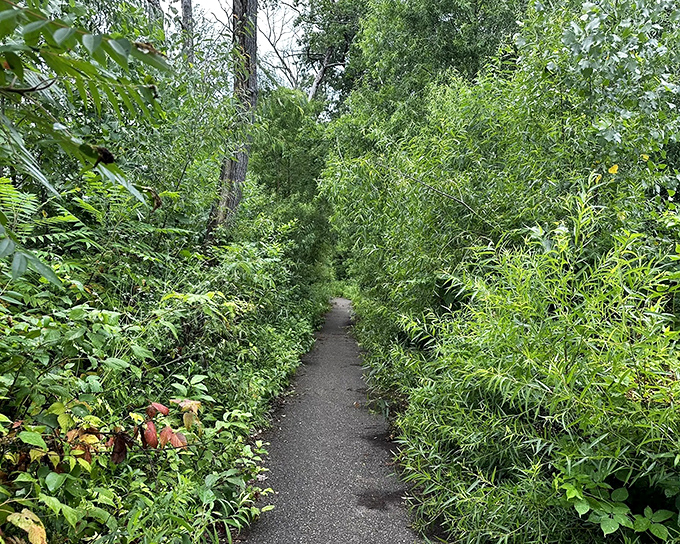 South Lake Trail invites exploration through a green tunnel of native vegetation, the perfect prelude to beach discovery.