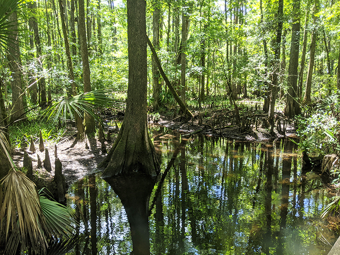 Cypress knees punctuate reflective waters, nature's periscopes keeping watch over swampy domains.