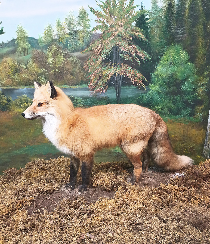 The red fox display captures the intelligent curiosity that makes these adaptable predators successful in both wilderness and suburban environments.