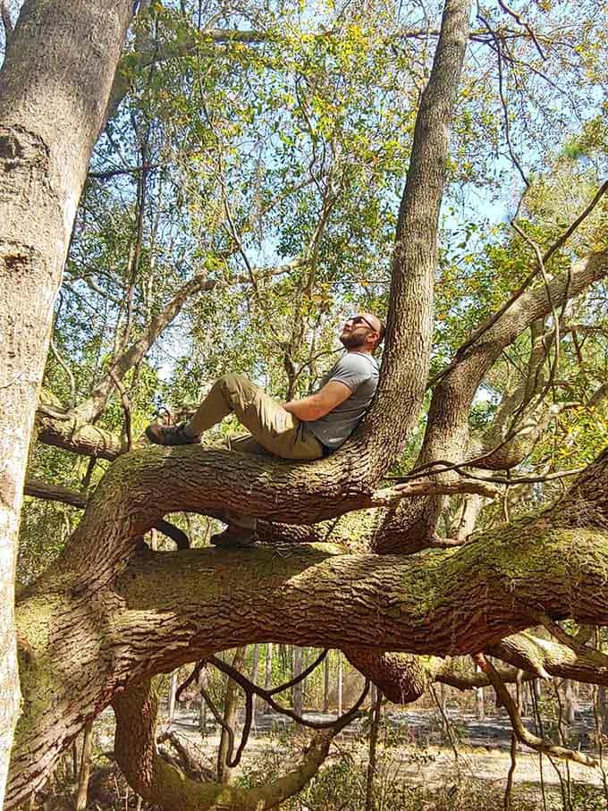 That perfect tree for climbing or contemplating life's mysteries, because sometimes you need to get above it all, literally speaking.