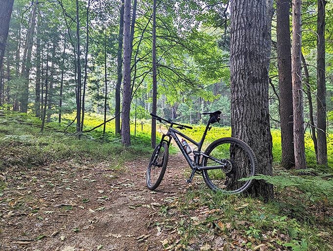 Mountain bike resting against pine tree &ndash; the forest's version of valet parking, minus the awkward tipping situation.