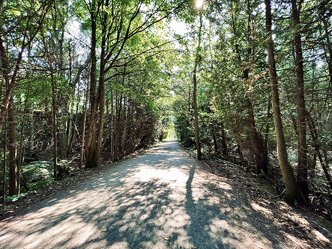 Forest tunnels provide cool shade – nature's air conditioning on hot summer days along the Island Line.