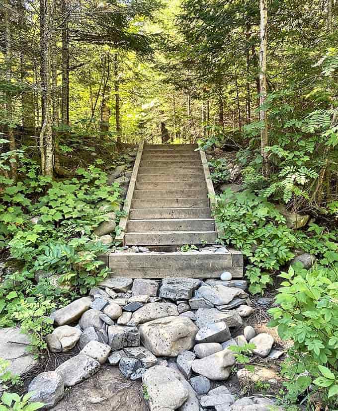 These sturdy steps, nestled between verdant growth, promise adventure with each ascent&mdash;nature's own stairway to heaven, minus the Led Zeppelin soundtrack.